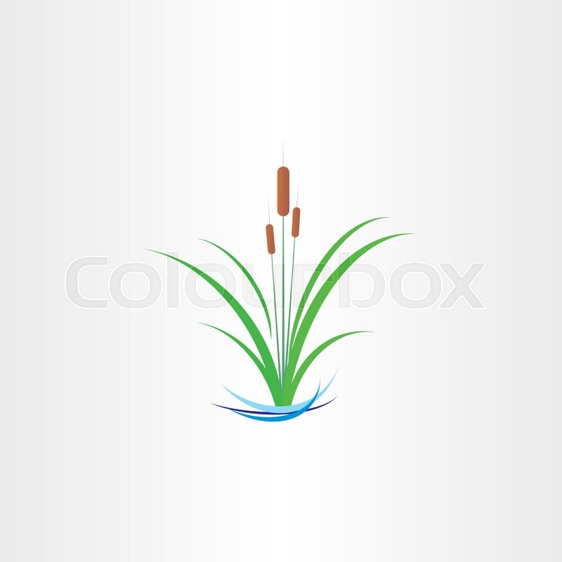Green reed bulrushes vector design ... | Stock vector | Colourbox