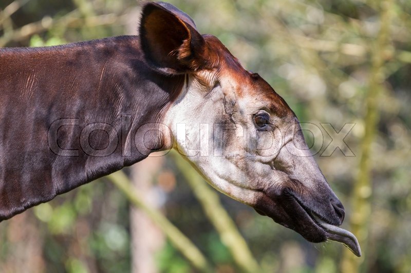 Okapi Eating