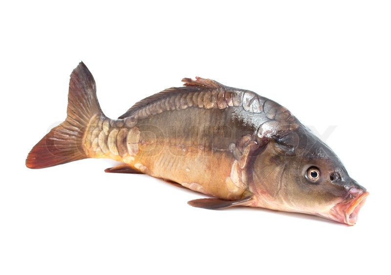 Carp fish on a white background | Stock image | Colourbox