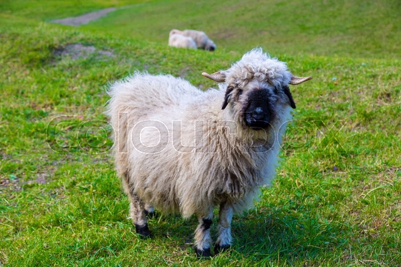 Swiss Alps and Valais blacknose sheep ... | Stock image | Colourbox