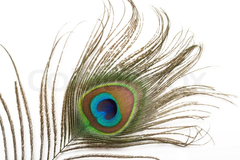Peacock plume close up | Stock image | Colourbox