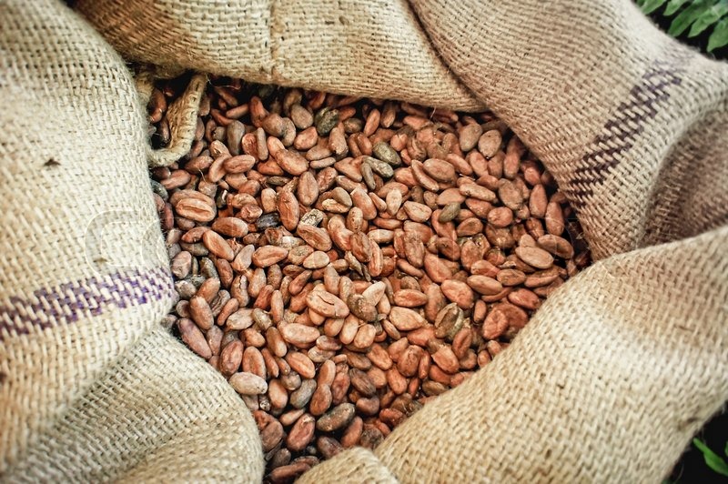 Close up of a jute bag full with cacao beans | Stock Photo | Colourbox