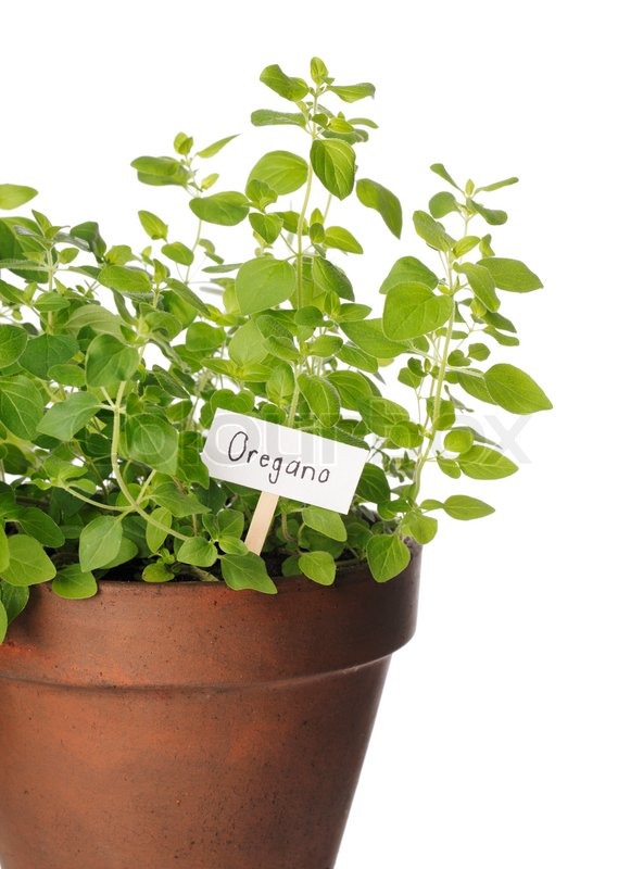 Detail of a potted oregano herb plant | Stock image | Colourbox