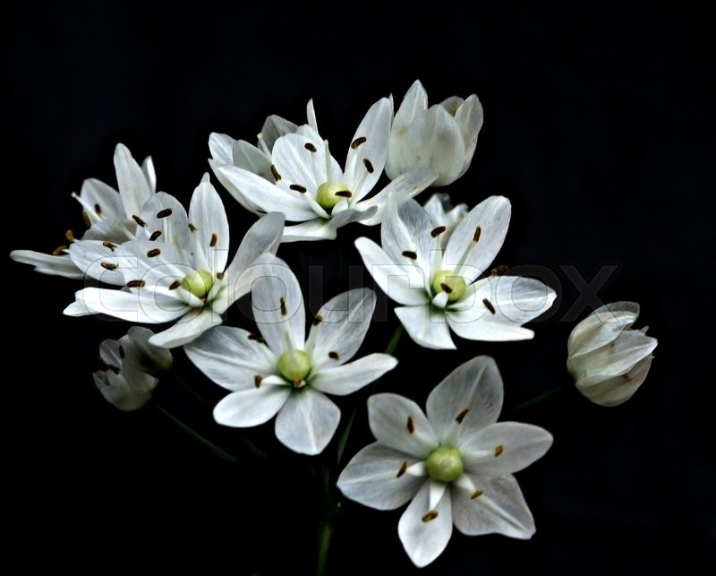 Pflanzenwelt, weiß, freigestellt | Stock Bild | Colourbox