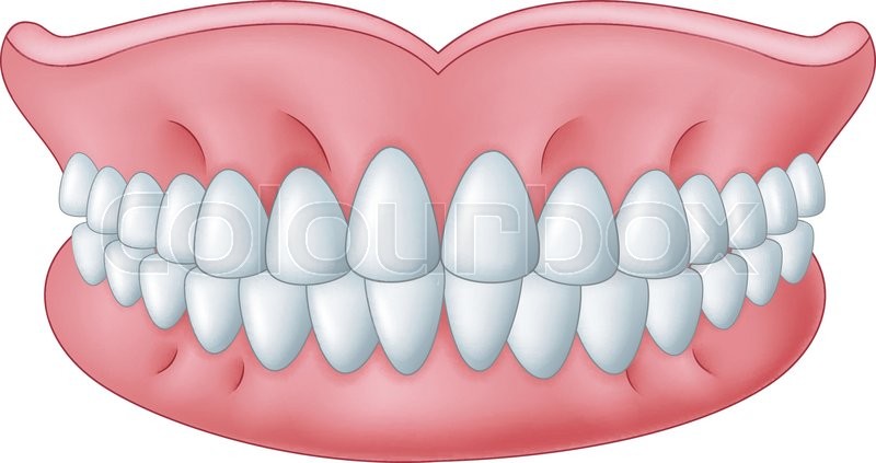 Illustration of Cartoon model of teeth ... | Stock vector | Colourbox
