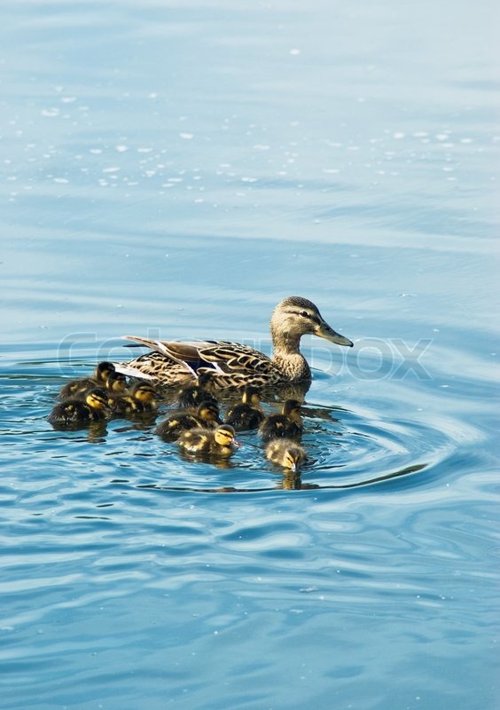 Duck with ducklings swimming across ... | Stock image | Colourbox