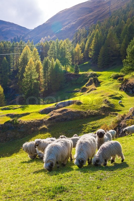 Swiss Alps and Valais blacknose sheep ... | Stock image | Colourbox