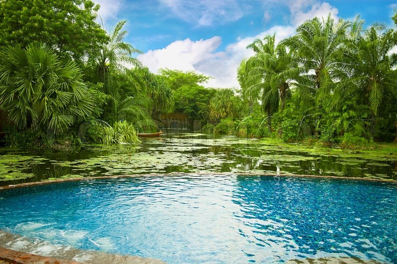 Swimming pool surrounded by lush ... | Stock image | Colourbox