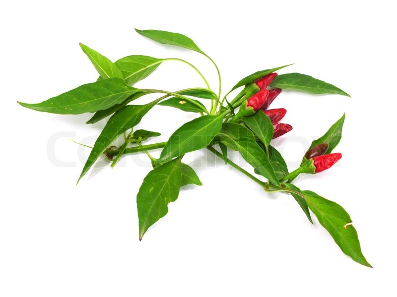 Little red hot Hawaiian Chile Peppers | Stock image | Colourbox