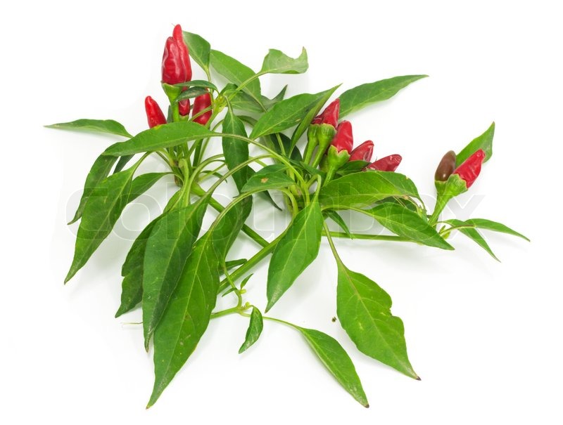 Little red hot Hawaiian Chile Peppers | Stock image | Colourbox