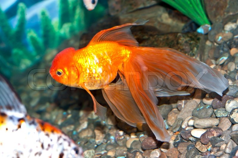 A beautiful, graceful goldfish swimming ... | Stock Photo | Colourbox
