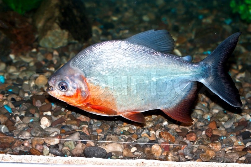Piranha Fisch im Wasser mit ... | Stock Bild | Colourbox