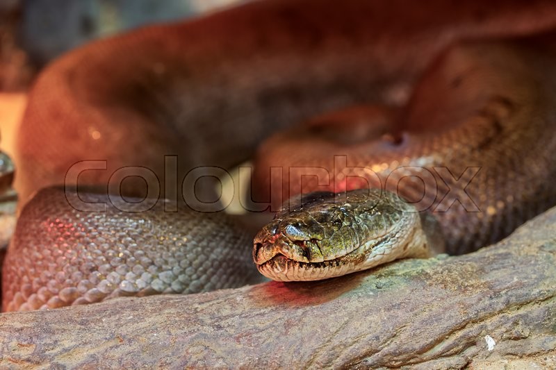 Green Burmese Python