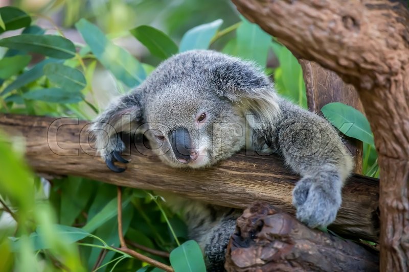 Baby Koala Bears Sleeping