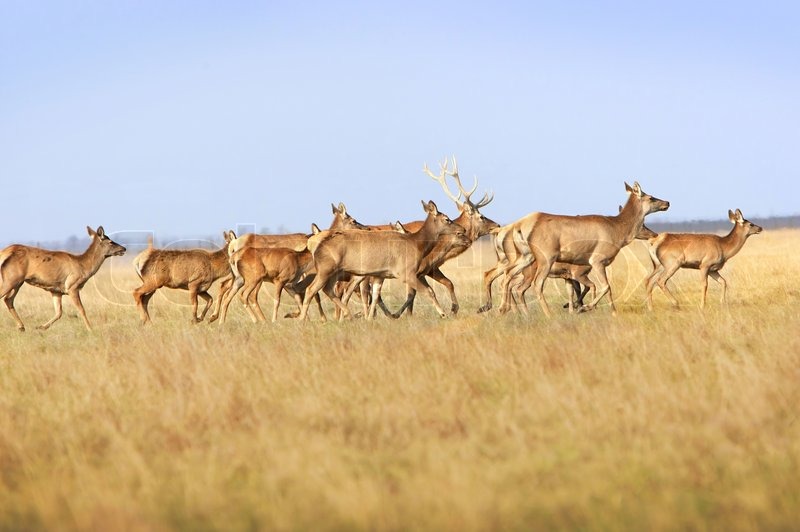 Herd of a whitetail deer on a meadow. ... | Stock image | Colourbox