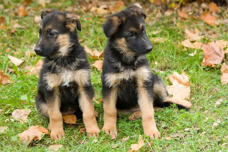 Zwei Schäferhund Welpen sitzt auf dem grünen Gras. | Stockfoto | Colourbox