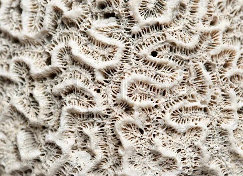 Texture formed by the detail of a coral | Stock image | Colourbox