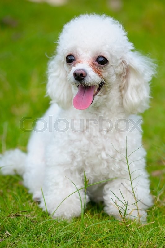 Cute White Poodle Puppies