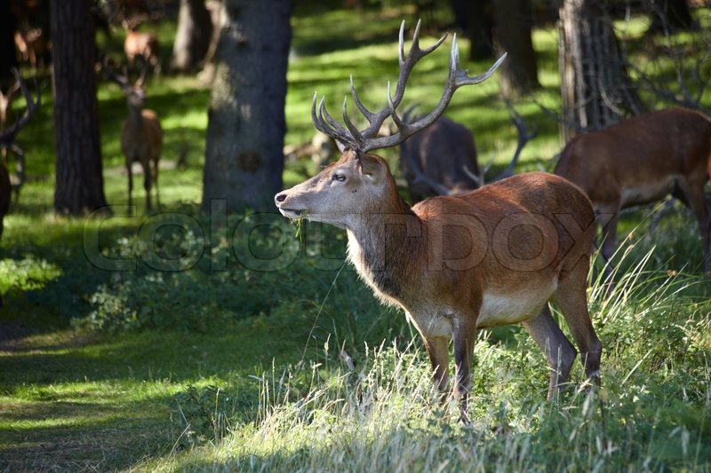 Flok røde hjorte i en skov | Stock foto | Colourbox