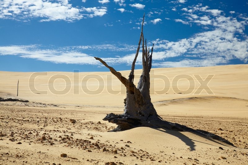 Dead tree in sand desert on Fraser ... | Stock image | Colourbox