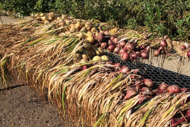 Drying onions in one of the gardens in ... | Stock image | Colourbox