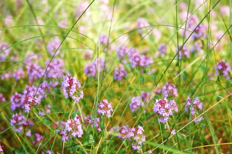 Blooming vild timian blomster i en eng | Stock foto | Colourbox