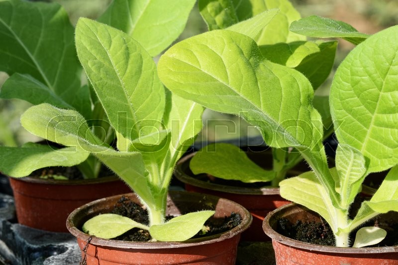 Tobacco plants, tabacum nicotinana, ... | Stock image | Colourbox
