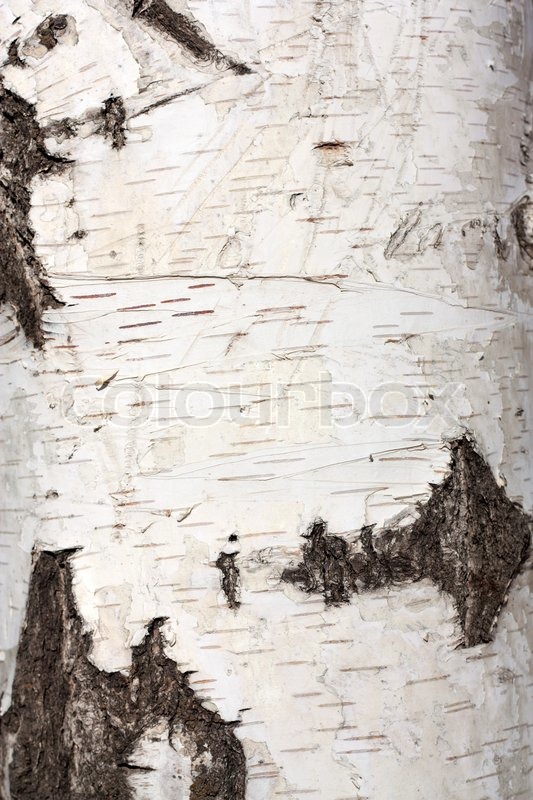 Texture of birch bark, background | Stock image | Colourbox