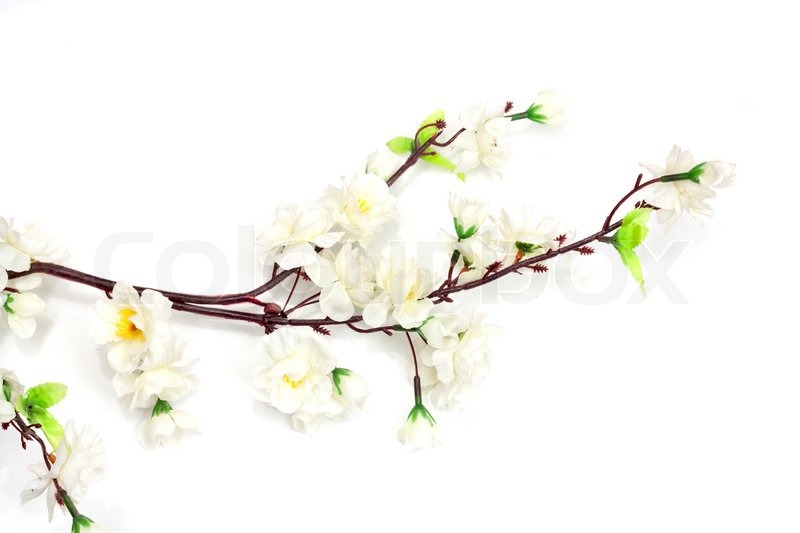 Spring cherry blossom on the white ... | Stock image | Colourbox