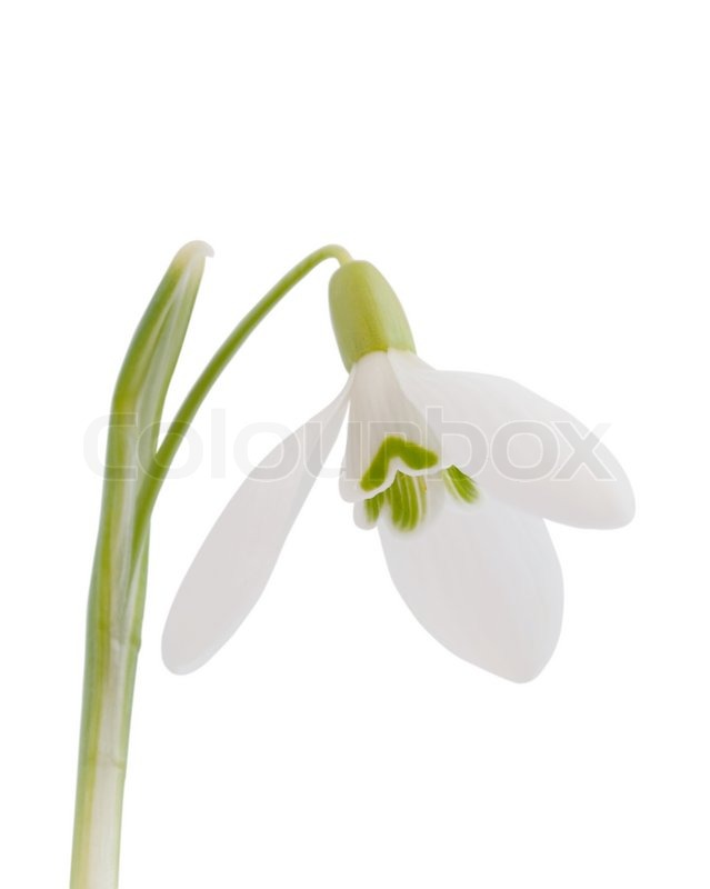 Snowdrop on a white background | Stock image | Colourbox