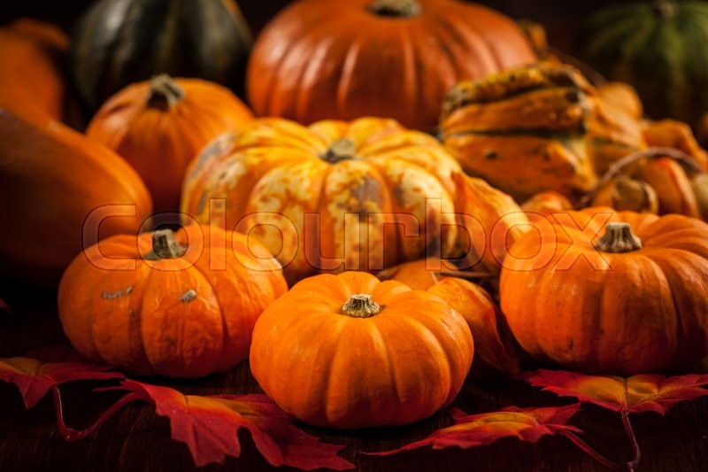 Pumpkins for Thanksgiving and Halloween | Stock image | Colourbox
