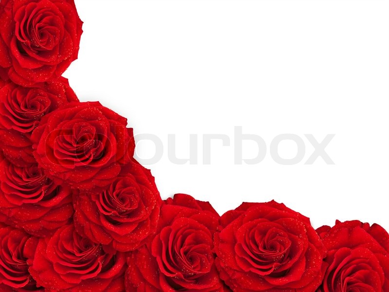 Friske røde roser over hvide med kopi ... | Stock foto | Colourbox
