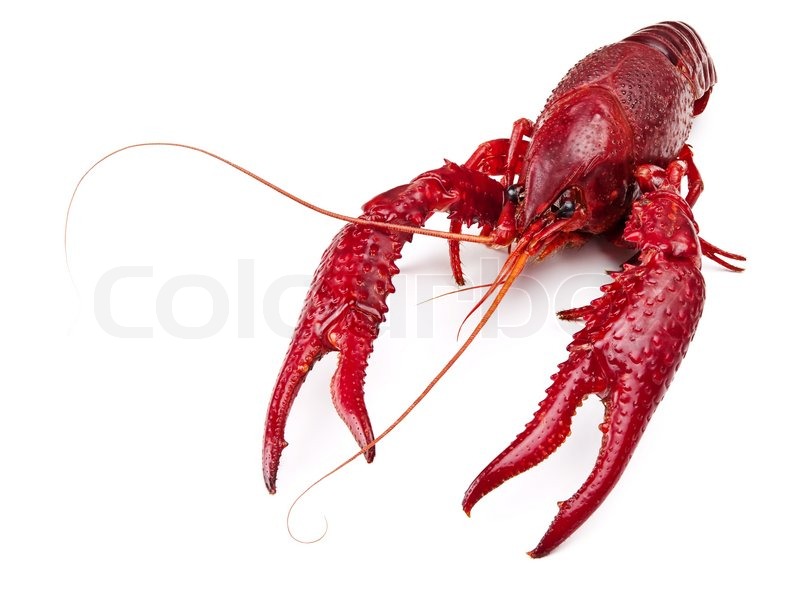 Rød kogt languster over den hvide ... | Stock foto | Colourbox