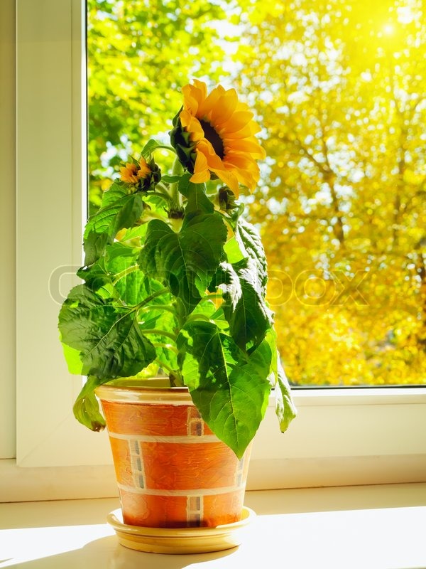 Sunflower at windowsill against sunny ... | Stock image | Colourbox