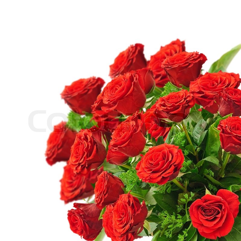 Buket røde roser over hvide baggrund | Stock foto | Colourbox