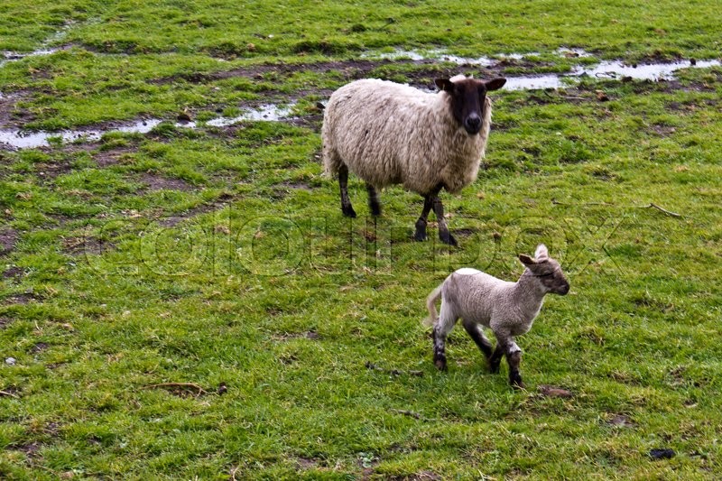 Ewe and lamb sheep on the muddy green ... | Stock image | Colourbox