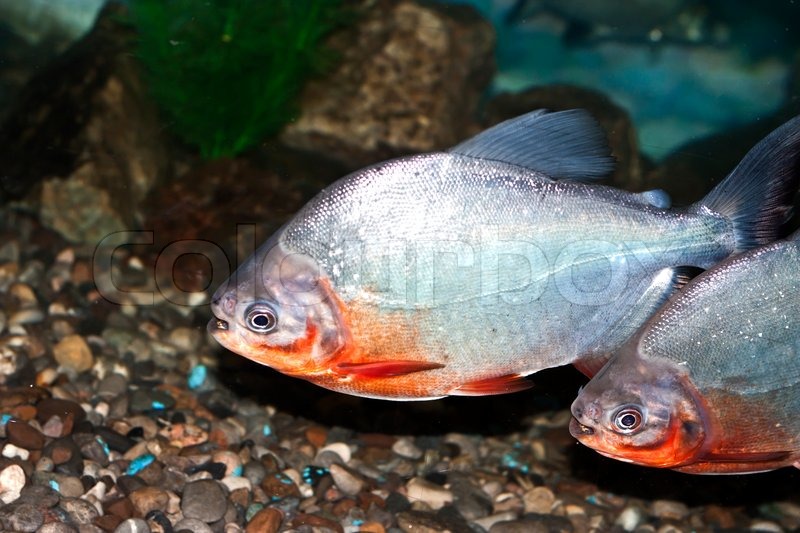 Piranha | Stock Bild | Colourbox