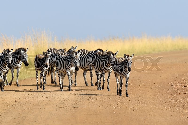 Zebra on grassland in Africa, National ... | Stock image | Colourbox