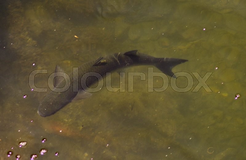 Den store fisk lever godt i ... | Stock foto | Colourbox