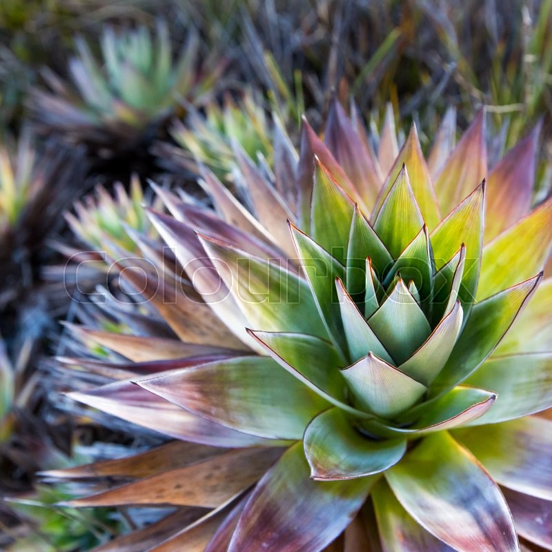 Endemic plant from Mount Roraima in ... | Stock image | Colourbox