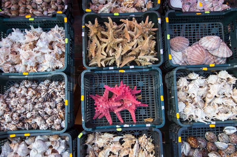 Seashells at market. | Stock image | Colourbox