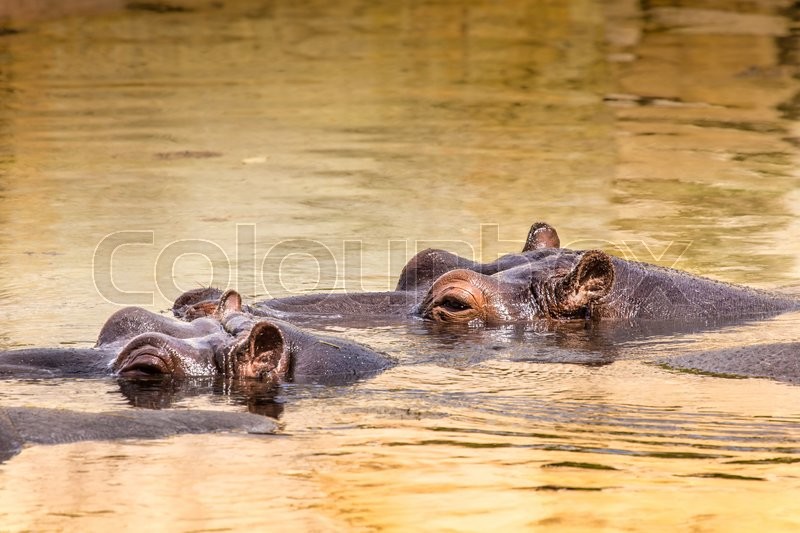 African hippo in their natural habitat. ... | Stock image | Colourbox