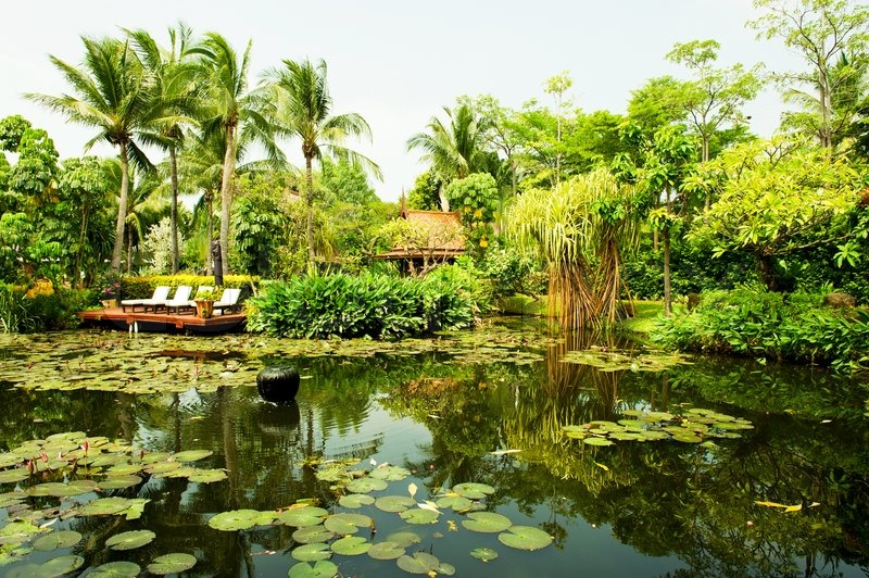 Pond surrounded by lush tropical plants | Stock image | Colourbox