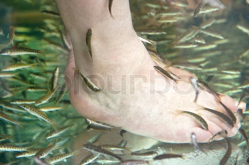 Fish Spa Skin Therapy | Stock Photo | Colourbox