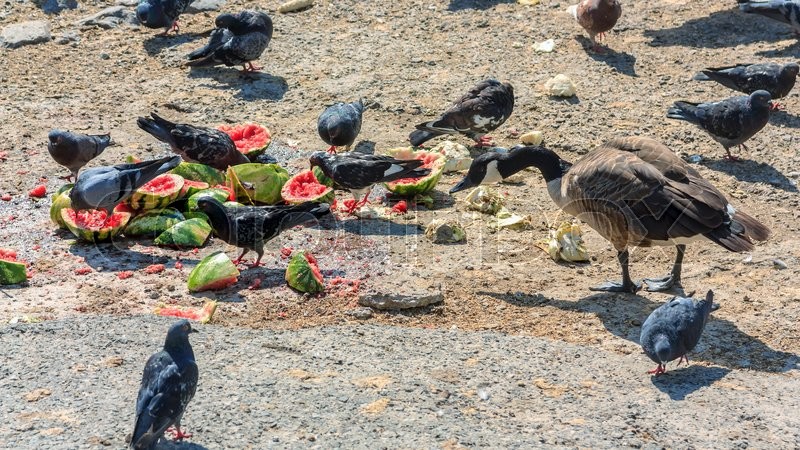 Pigeons and duck eating watermelons | Stock image | Colourbox
