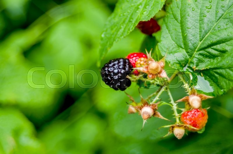 Growing red and black raspberries are ... | Stock image | Colourbox