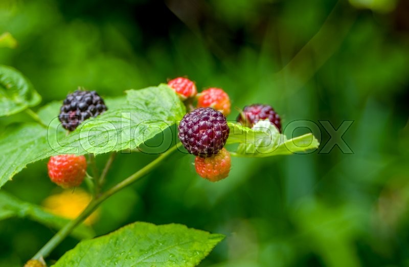 Growing red and black raspberries are ... | Stock image | Colourbox