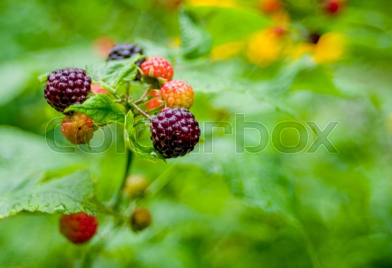 Growing red and black raspberries are ... | Stock image | Colourbox