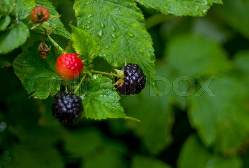 Growing red and black raspberries are ... | Stock image | Colourbox