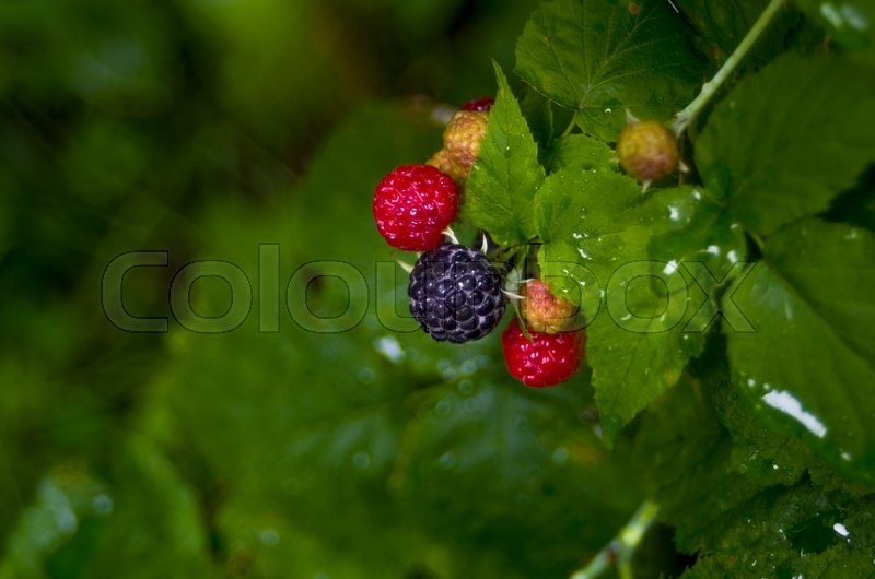 Growing red and black raspberries are ... | Stock image | Colourbox